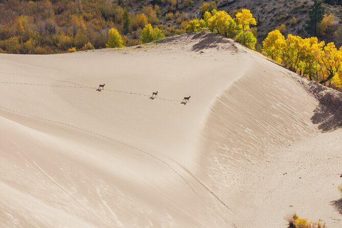 Great Sand Dunes Self Guided National Park Audio Tour - FAQ
