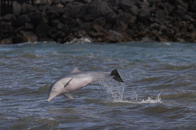 Great Sandy Straits Seven Island Ultimate Wildlife Cruise - An In-Depth Look at the Experience
