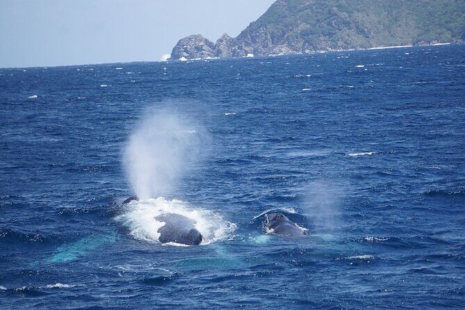 Great Whale Watching at Kerama Islands and Zamami Island - An in-depth look at the whale watching tour