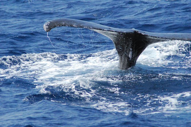 Great Whale Watching at Kerama Islands and Zamami Island - FAQ