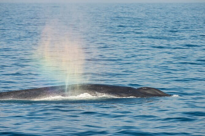 Great Whales Education Programe Dolphins and Whales are in SL - What to Expect from the Great Whales Education Program