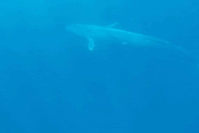 Great Whales Education Programe Dolphins and Whales are in SL - The Value of the Tour
