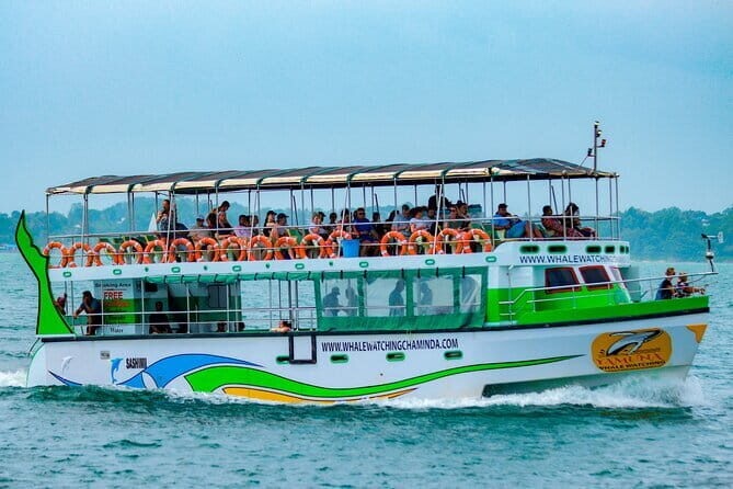 Great Whales Education Programe Dolphins and Whales are in SL - Who Should Consider This Tour?