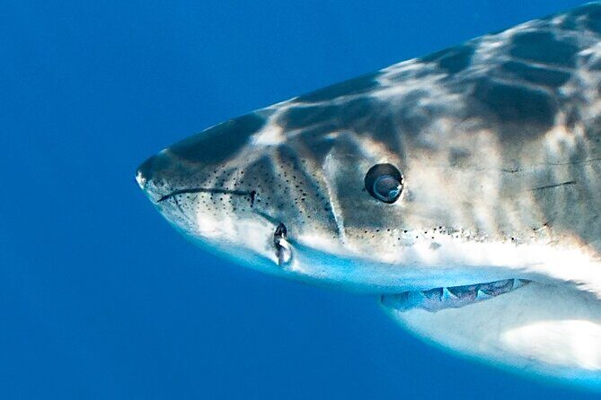 Great White Sharks Topside in Monterey Bay - An Up-Close Look at the Tour Experience