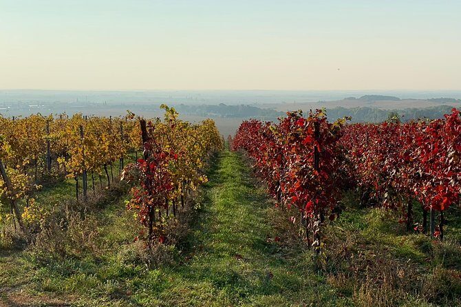 Great Wine Tour in Small Carpathian Hills - The Practical Side: Booking, Cost, and Availability