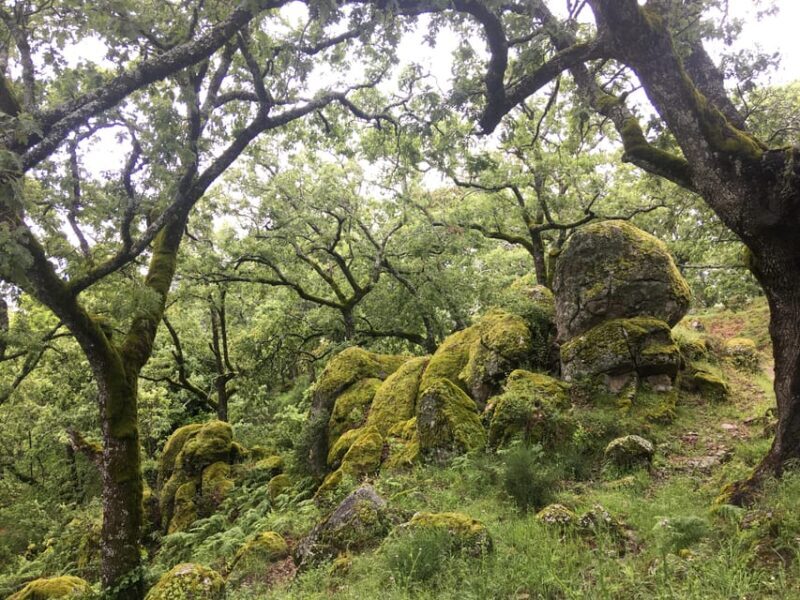 Gredos: Guided Hike in the Vettón Forest - Key Points