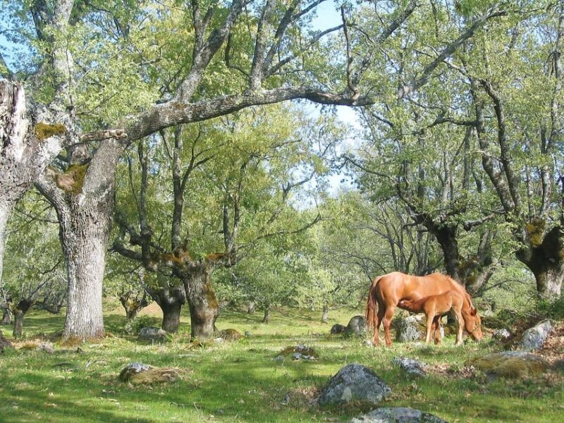 Gredos: Guided Hike in the Vettón Forest - What You Can Expect from the Experience