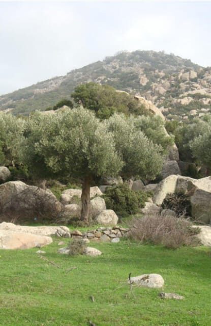 Greece: Private Olive Oil Tasting and Corinth Canal Tour - An Authentic Greek Out-of-City Experience