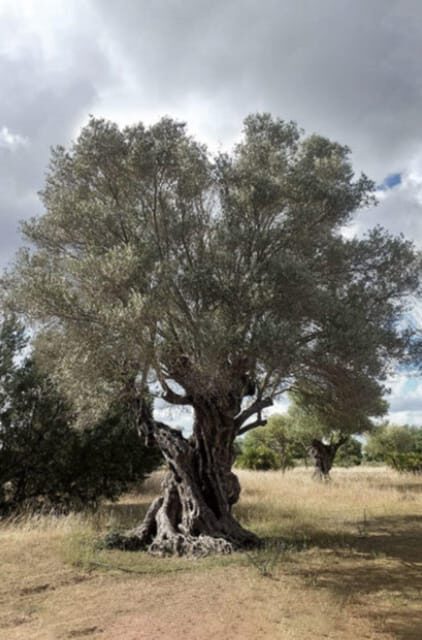 Greece: Private Olive Oil Tasting and Corinth Canal Tour - What to Expect: Practical Details and Tips