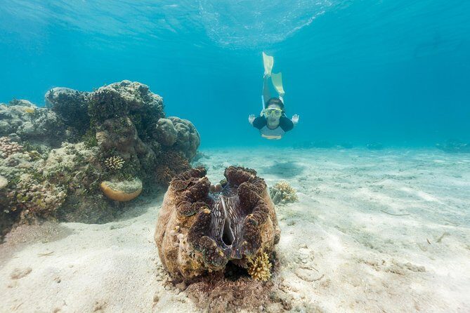 Green Island Day Trip from Cairns - An In-Depth Look at the Green Island Day Trip