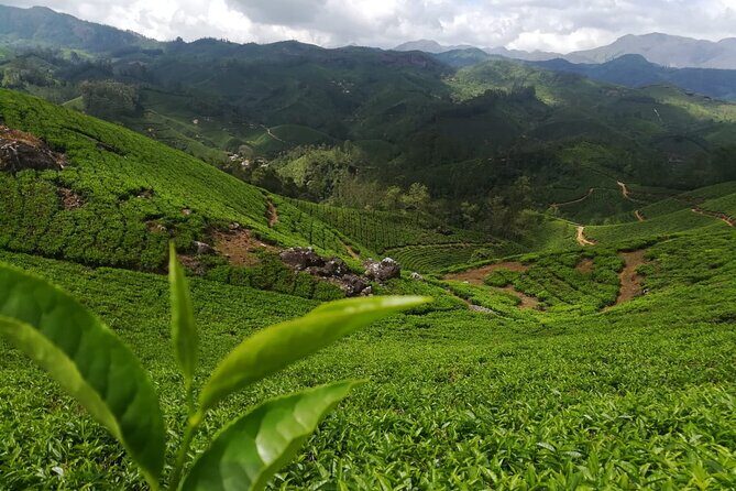 Green Magic One Night Two Days Trip to Munnar - An Overview of the Tour