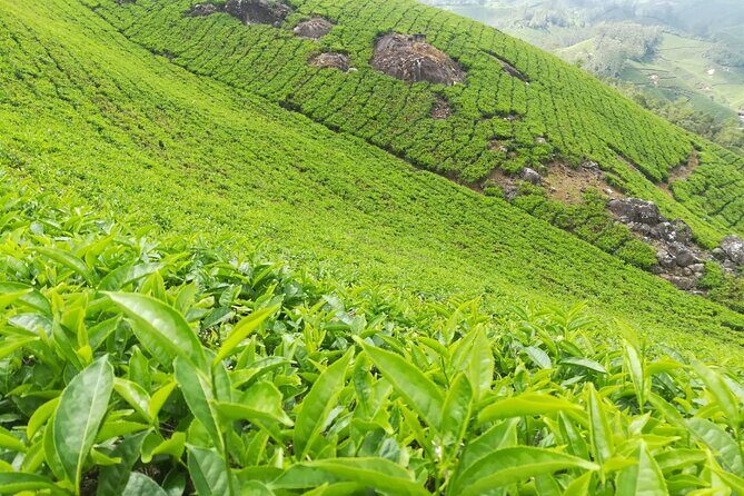 Green Magic One Night Two Days Trip to Munnar - The Practical Side: Logistics and Value