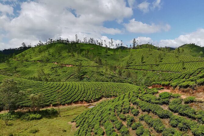 Green Magic One Night Two Days Trip to Munnar - Who Will Love This Tour?