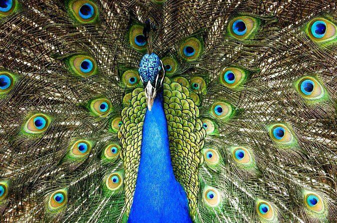 Green Monkey Time - Frequently Asked Questions