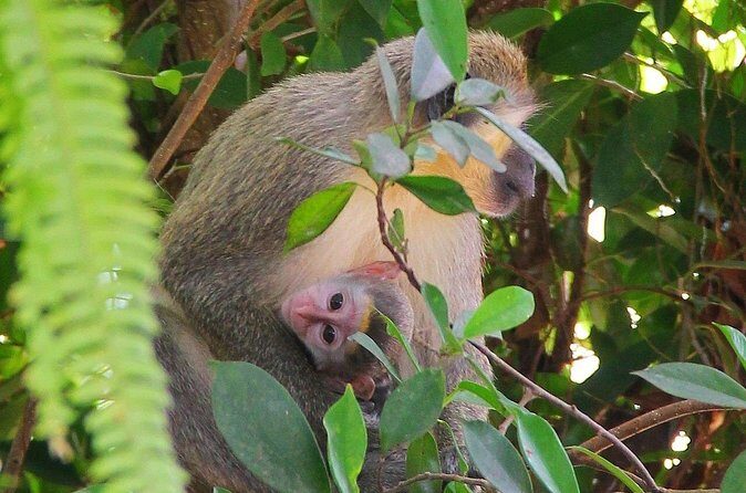 Green Monkey Time - Final Thoughts