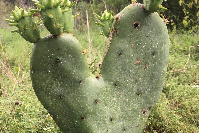 Greenbelter Safari Hikes - An In-Depth Look at the Greenbelter Safari Hikes