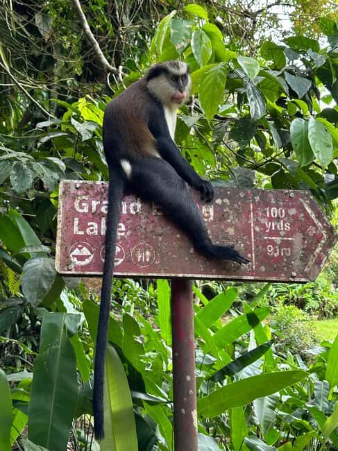 Grenada: Annandale Waterfall, Grand Etang, Grand Anse beach - Price and Value: Is It Worth It?