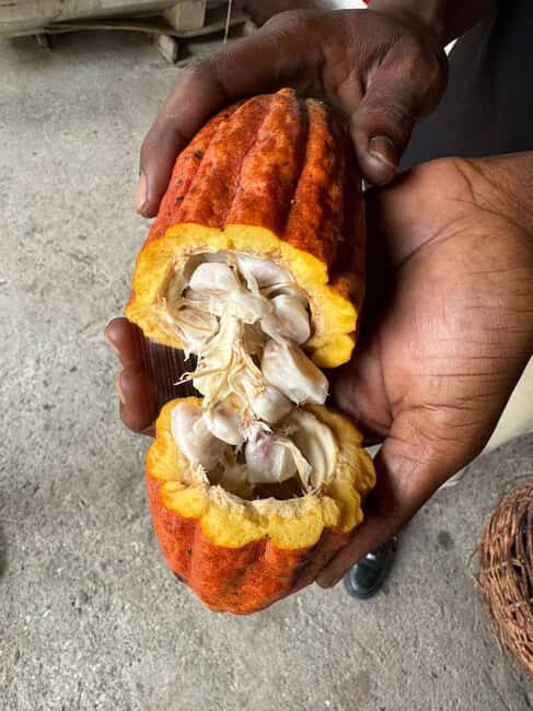 Grenada: Belmont Estate Tree to Bar Chocolate Workshop - Who Will Love This Experience?