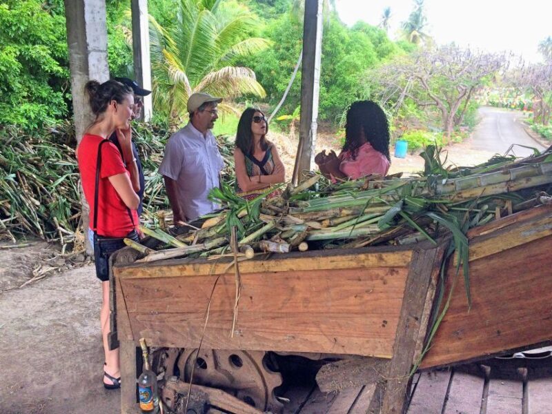 Grenada: Chocolate Tour & Lunch at Petite Anse - To sum it up, this tour offers a delightful blend of scenic beauty, cultural insight, and tasty indulgence. It’s a fantastic way for travelers to connect with Grenada’s heritage and natural splendor, while enjoying the island’s famous cocoa. Whether youre a chocolate enthusiast or simply seeking a memorable Caribbean experience, this tour hits the sweet spot.