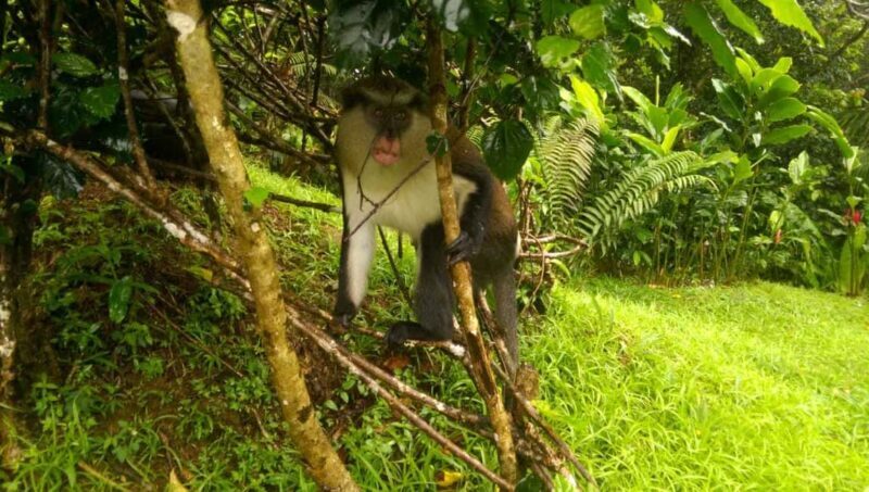 Grenada: Half-Day Island Tour with Waterfall Swim Stop - Key Points