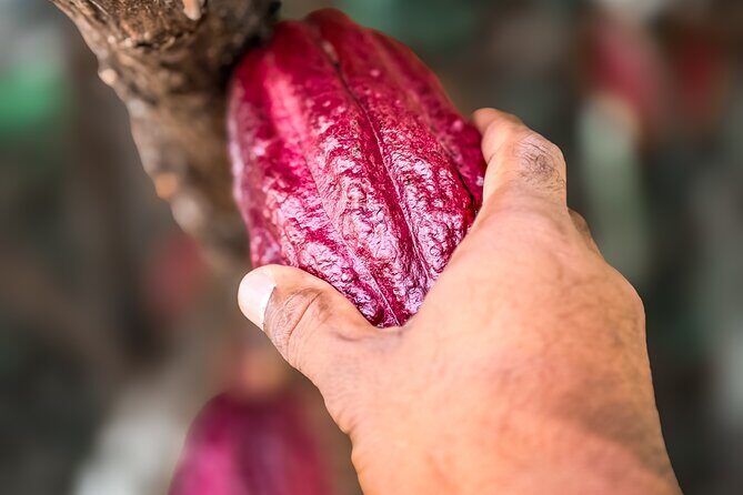 Grenada Herb & Spice Tour -Fort Frederick, Chocolate & Waterfalls - Exploring Grenada’s Spicy Heart and Natural Beauty