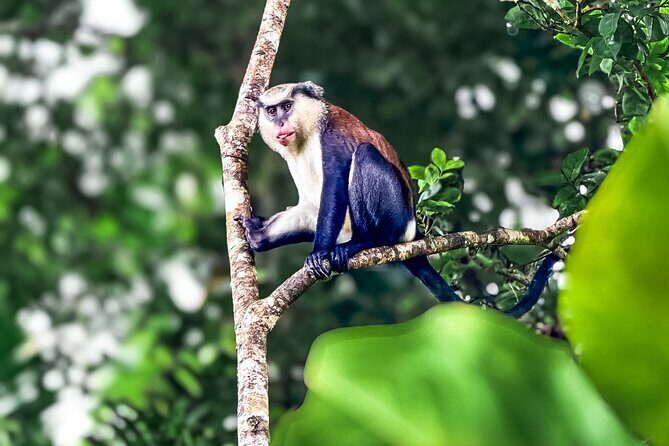 Grenada Highlights: City Tour, Fort, Chocolate, Rainforest- Falls - FAQ