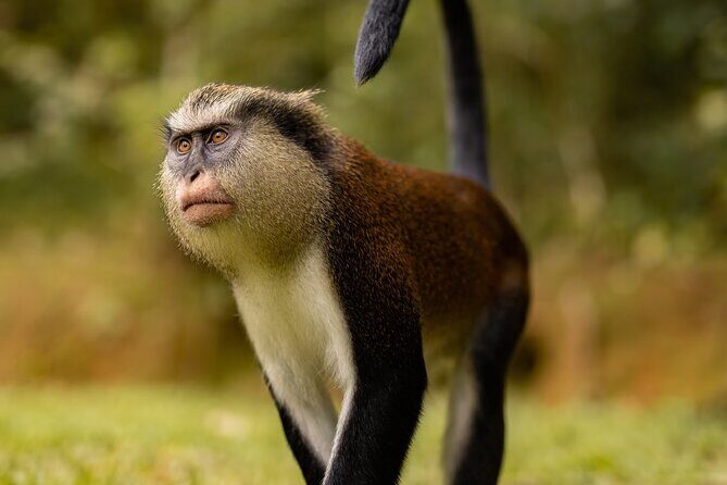 Grenada Nature and Heritage Escape Private Tour with Pickup - An Overview of What You Can Expect