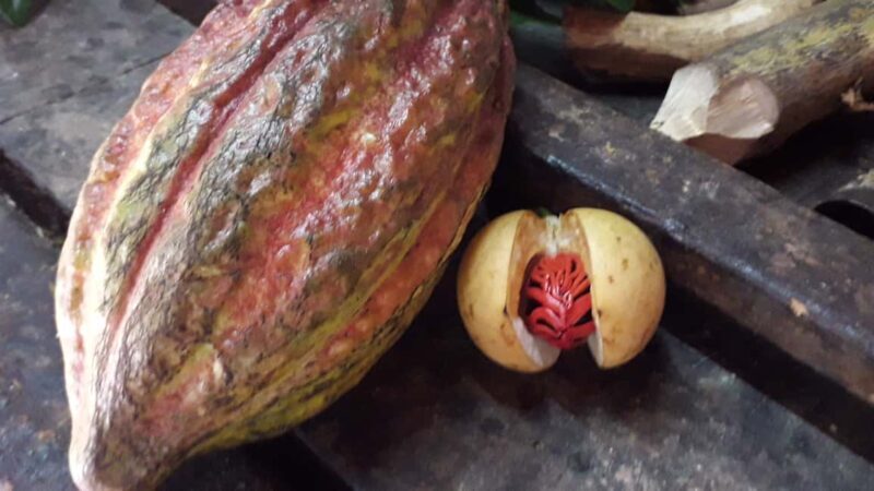 Grenada: Spice Island Expedition. - A Practical Overview of the Tour