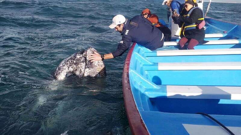 Grey Whale Watching at Mag Bay From Loreto - Starting Point: Baja MIA Suites & Tours