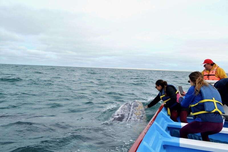 Grey Whale Watching at Mag Bay From Loreto - Lunch Break in San Carlos