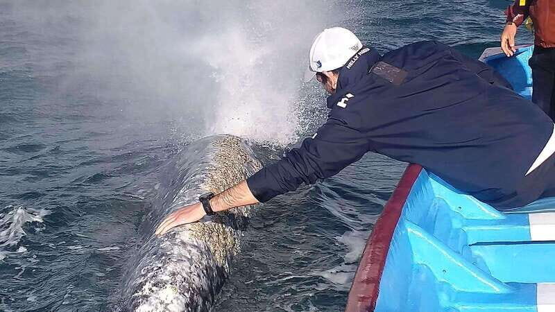 Grey Whale Watching at Mag Bay From Loreto - Return Journey and Reflection