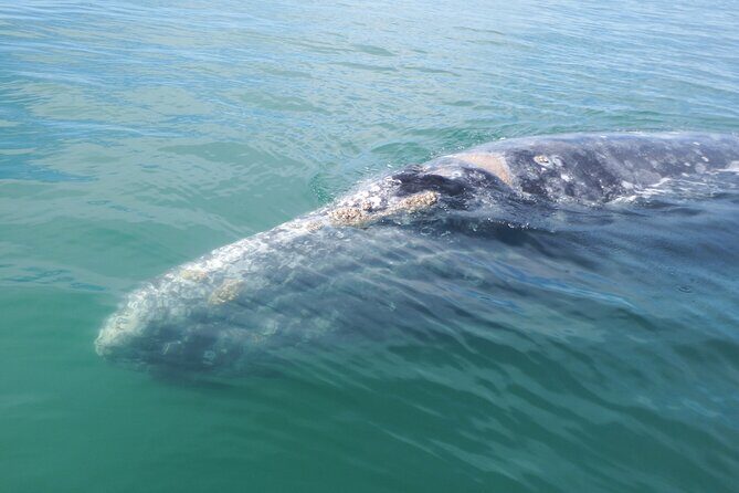Grey whale watching in Puerto Chale, Mexico - Starting Point and Booking