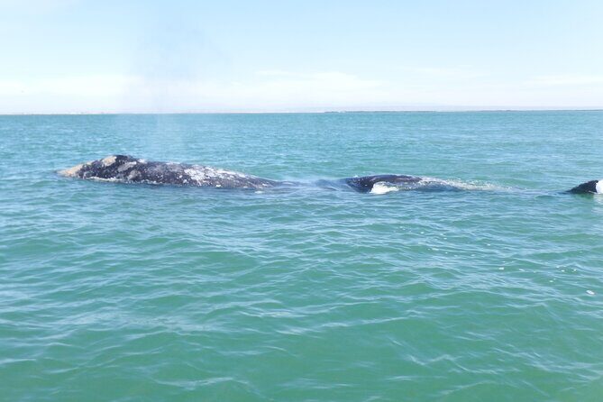 Grey whale watching in Puerto Chale, Mexico - The Itinerary: What You’ll Actually Do
