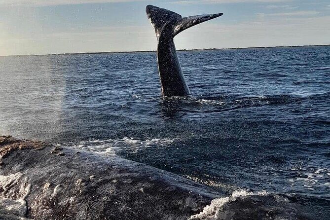 Grey Whale Watching with Expert Local Guides - Starting Point: La Paz to Puerto Chale