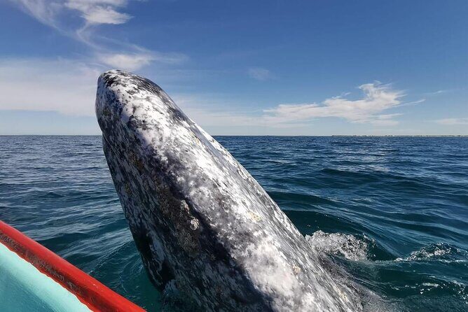 Grey Whale Watching with Expert Local Guides - Timing and Weather