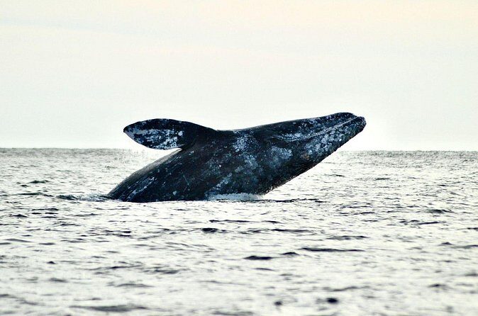 Grey Whales at Puerto Chale Private Expedition - Weather and Cancellation Policies