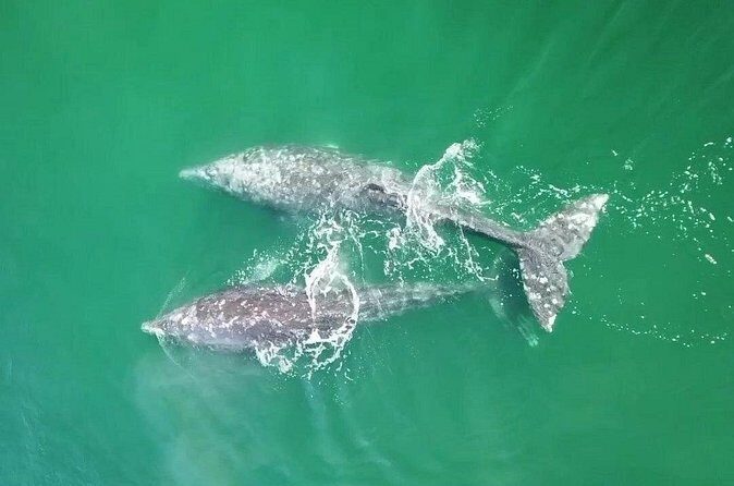 Grey Whales at Puerto Chale Private Expedition - Final Thoughts