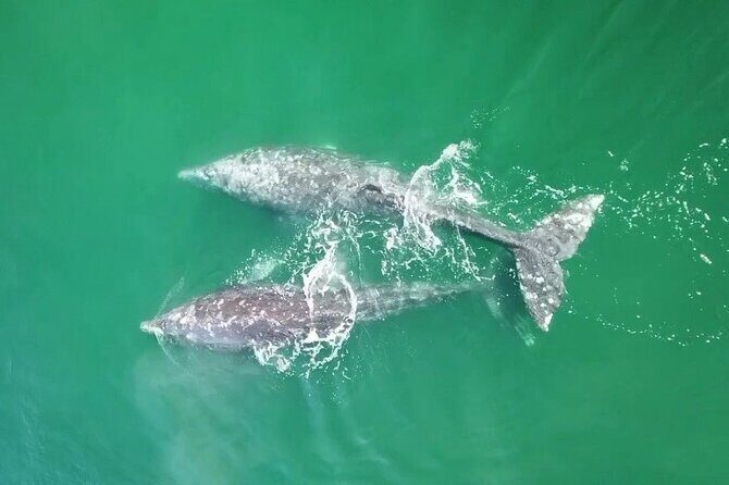 Grey Whales at Puerto Chale Private Expedition - Frequently Asked Questions