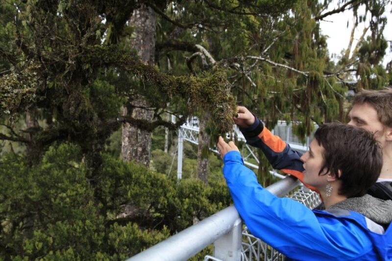 Greymouth: Hokitika Gorge and Tree Top Walkway Half-Day Tour - Tree Top Walkway: Life in the Canopy