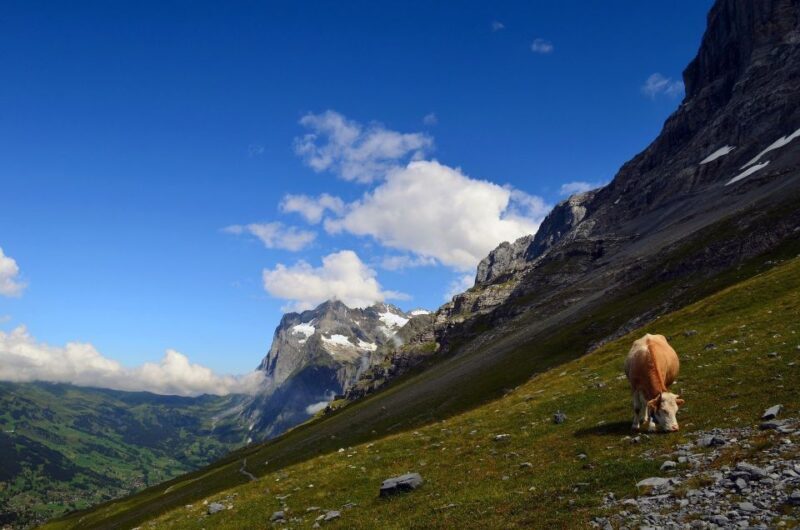 Grindelwald: Guided 7 Hour Hike - Who Is This Tour Best For?