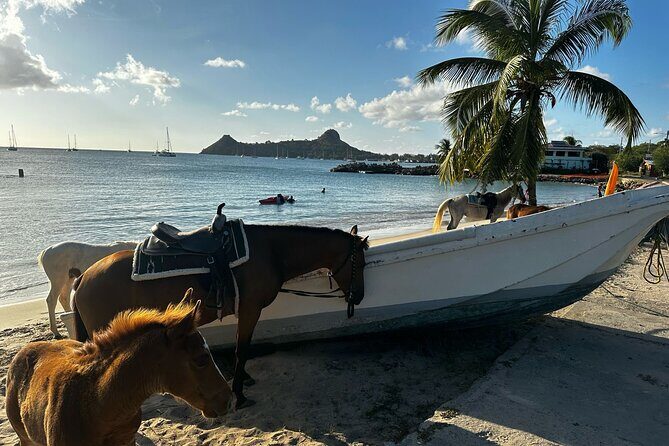 Gros Islet Village Horseback Riding run with Dore's riding Stable - Final Thoughts