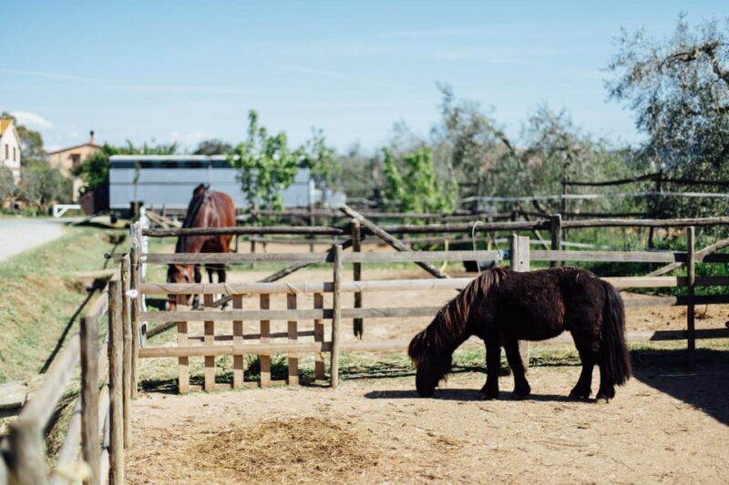 Grosseto: visit the family farm with tasting of local food - Practical Considerations