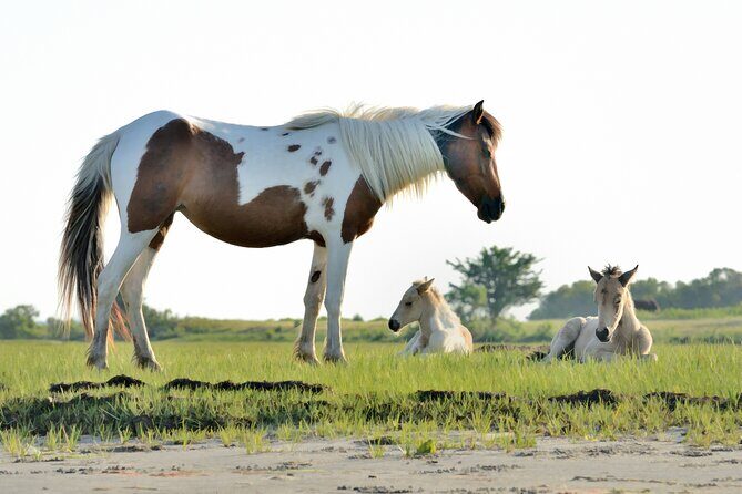 Group Boat Tours of Chincoteague & Assateague - Wild Ponies - Discovering the Wild Side of Virginia: A Review of the Chincoteague & Assateague Boat Tour