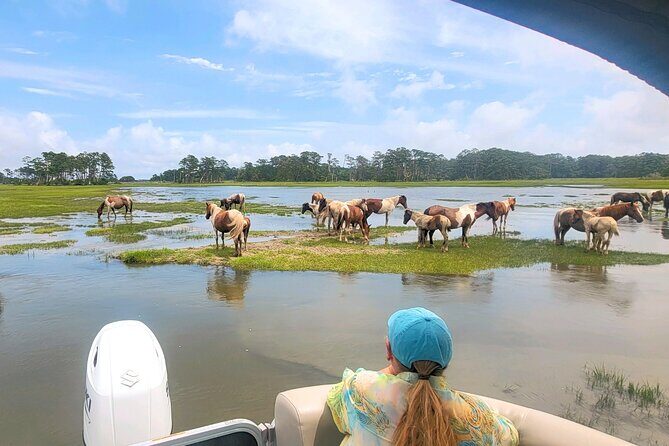 Group Boat Tours of Chincoteague & Assateague - Wild Ponies - An in-Depth Look at the Tour Experience