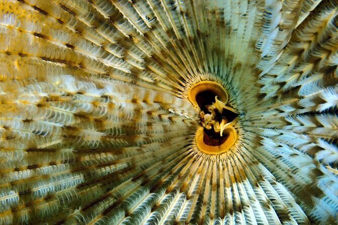 [GROUP] SCUBA DIVING for Certified Divers in Phu Quoc Island - Practical Considerations