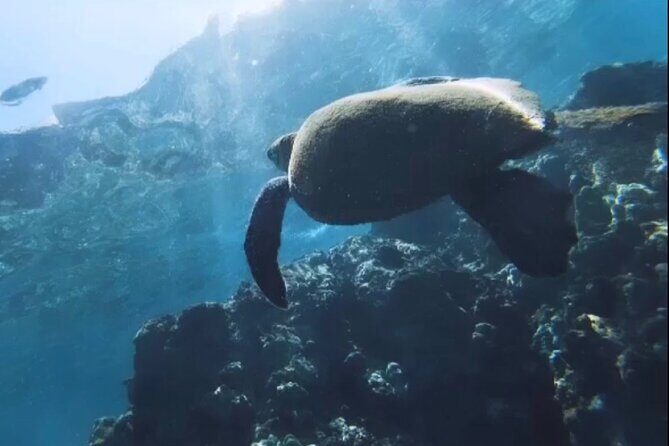 Group Snorkel Excursions in Lahaina, Maui - An Authentic Maui Snorkeling Experience