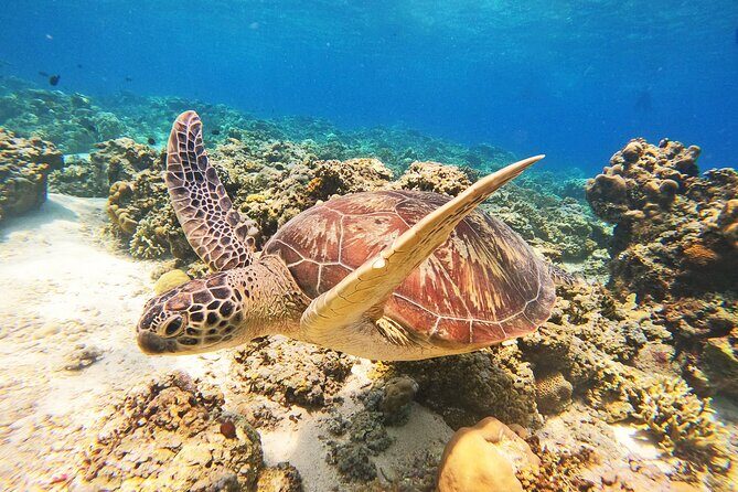 Group Snorkeling Tour Gili Islands Including GoPro Documentation - Authentic Experiences and Highlights