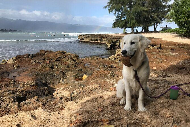 Group Surf Lessons for beginners on the North Shore of Oahu - Cancellation Policy and Practical Considerations
