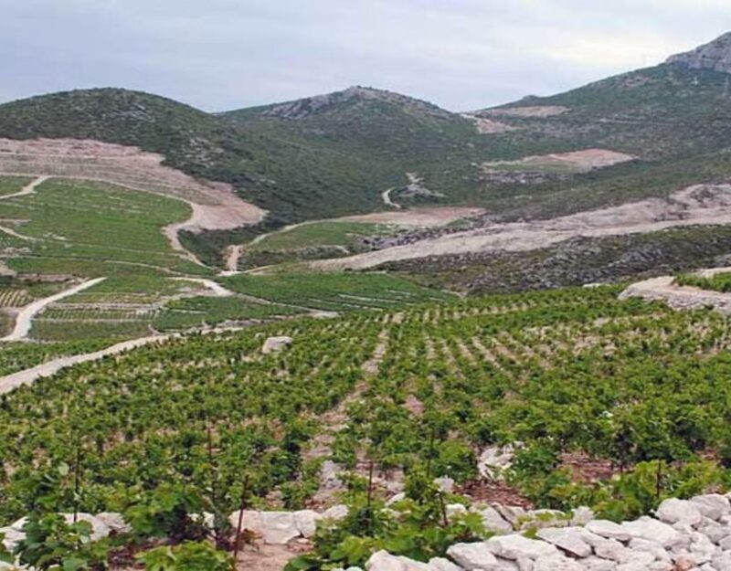 Group Tour From Dubrovnik: Ston and Peljesac Wineries Tour - Exploring the Town of Ston