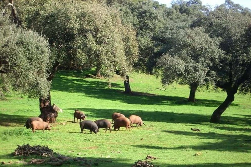 Gruta de las Maravillas and Aracena Ham Museum - FAQ
